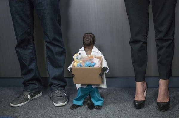 Animal Practice: cancelled but not gone yet