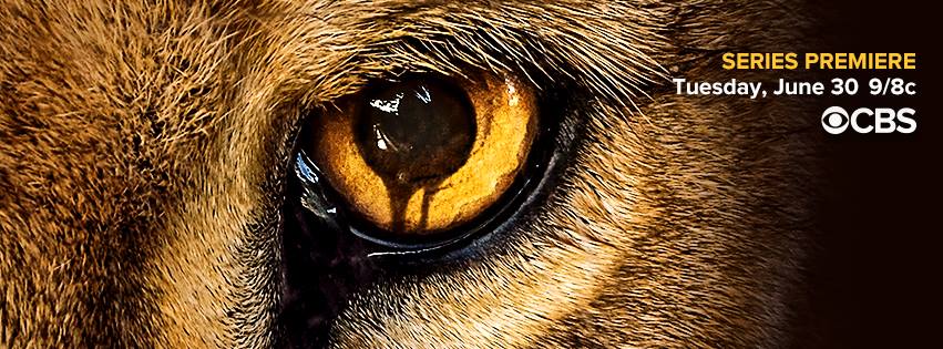 Zoo TV show on CBS: ratings (cancel or renew?)