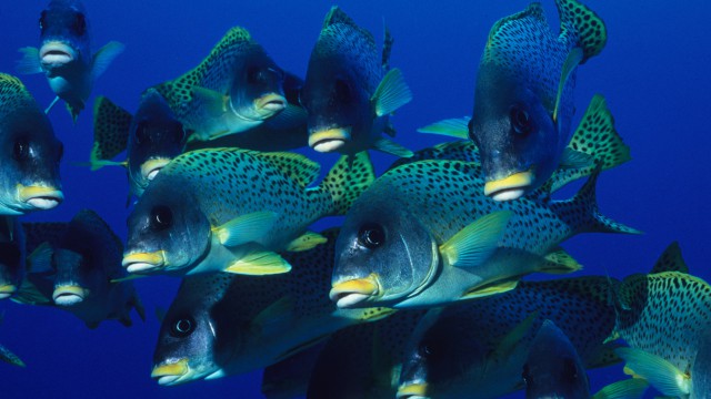 Blue Planet II: BBC America Orders Follow Up Series - canceled ...