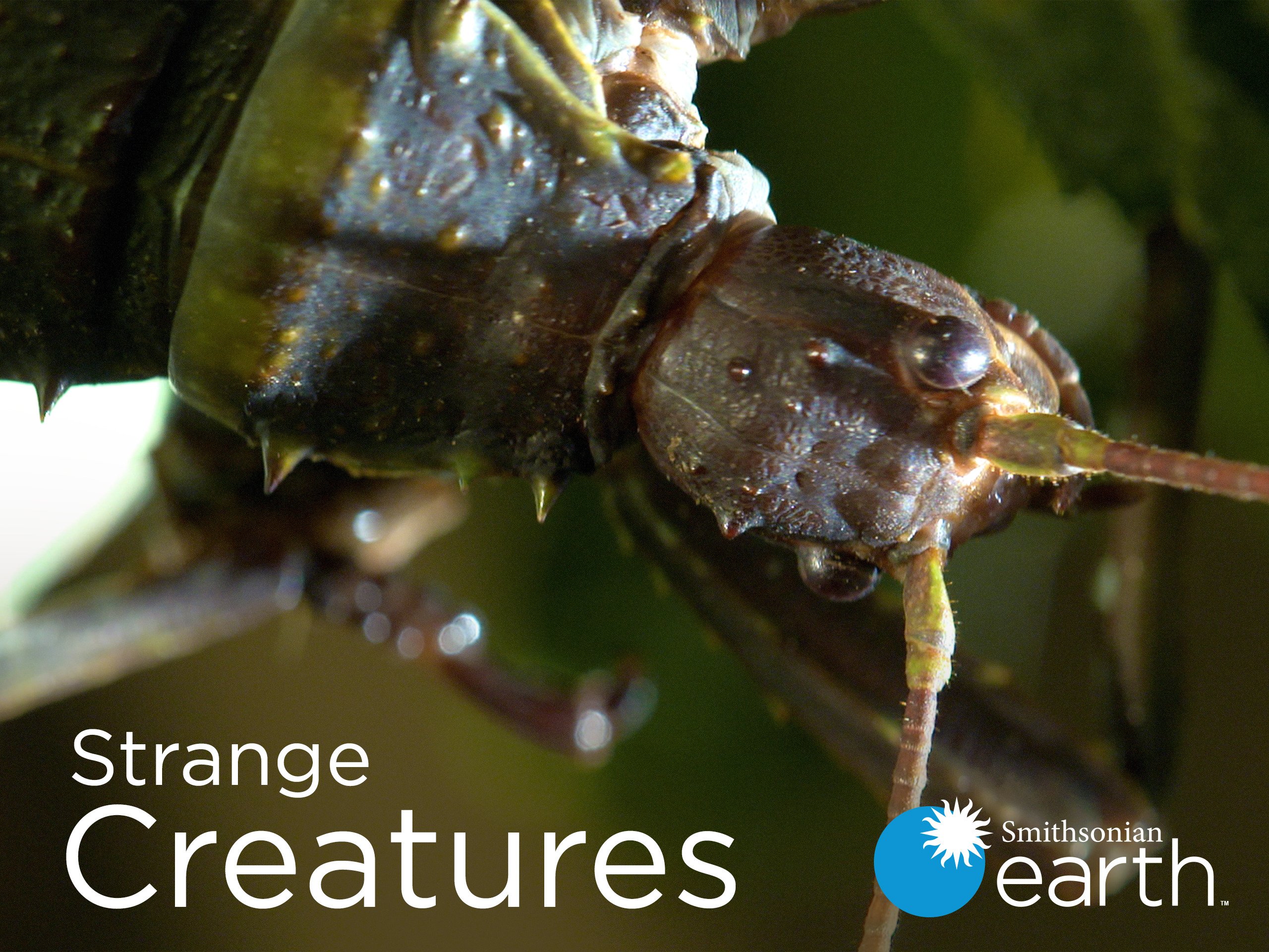 Strange Creatures: Season Two Available on Smithsonian Earth - canceled ...