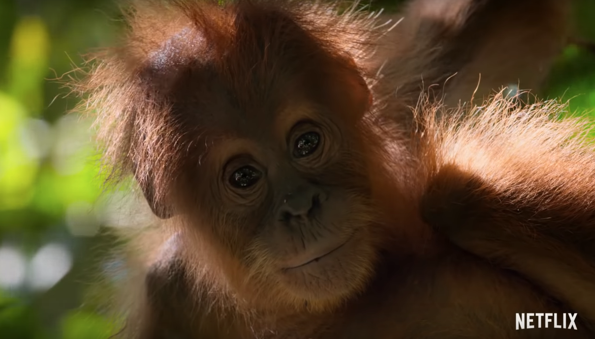 Our Planet: Netflix Previews Natural History Series - canceled ...