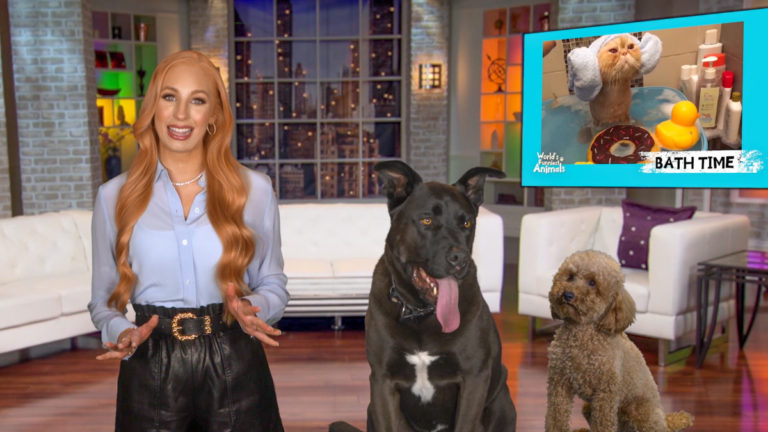 World's Funniest Animals: Season Three Renewal for CW Comedy Clip ...