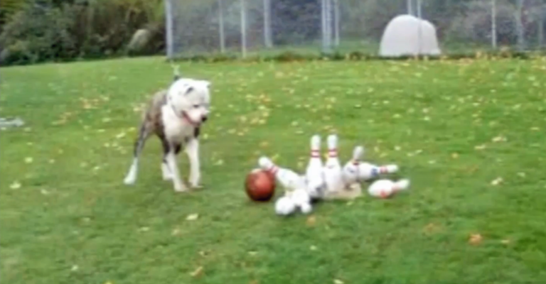 Totally Funny Animals TV Show on The CW: Season One Viewer Votes ...