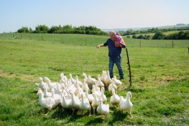 Clarkson's Farm: Season Five Premiere Date & First Photos Unveiled by ...